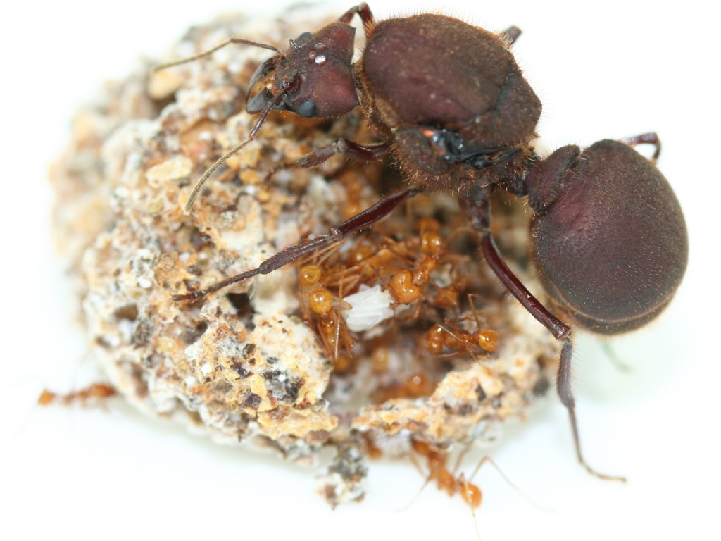 ANTSHOP - Switzerland - Ameisenshop - Ameisen kaufen - Atta cephalotes ANTSHOP - Switzerland - Ameisenshop - Ameisen kaufen - Atta cephalotes