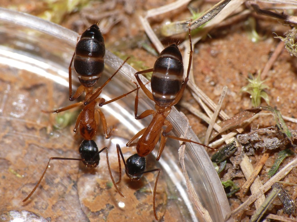 ANTSHOP - Switzerland - Ameisenshop - Ameisen kaufen - Camponotus ... ANTSHOP - Switzerland - Ameisenshop - Ameisen kaufen - Camponotus ...