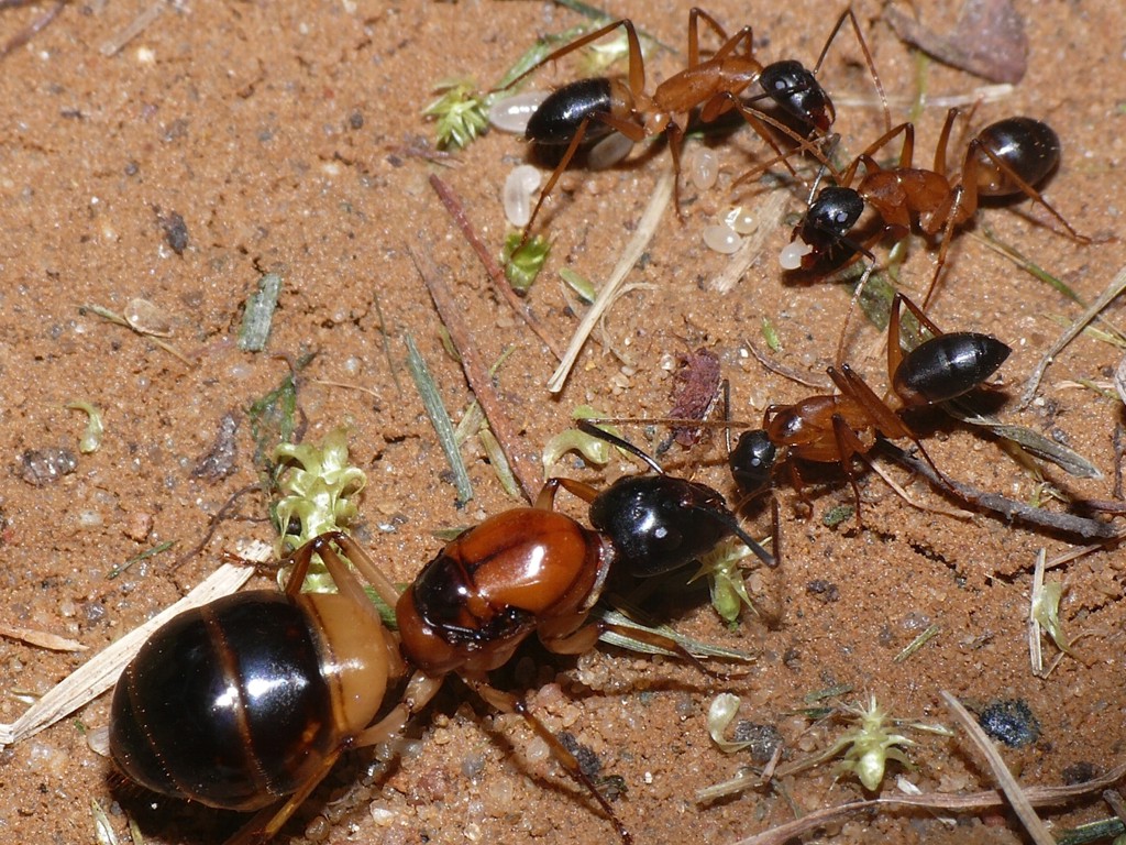 ANTSHOP - Switzerland - Ameisenshop - Ameisen kaufen - Camponotus ... ANTSHOP - Switzerland - Ameisenshop - Ameisen kaufen - Camponotus ...