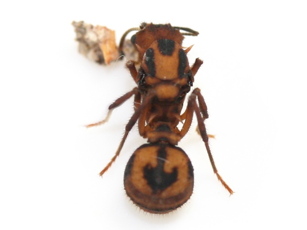 ANTSHOP - Switzerland - Ameisenshop - Ameisen kaufen - Acromyrmex cf ... ANTSHOP - Switzerland - Ameisenshop - Ameisen kaufen - Acromyrmex cf ...